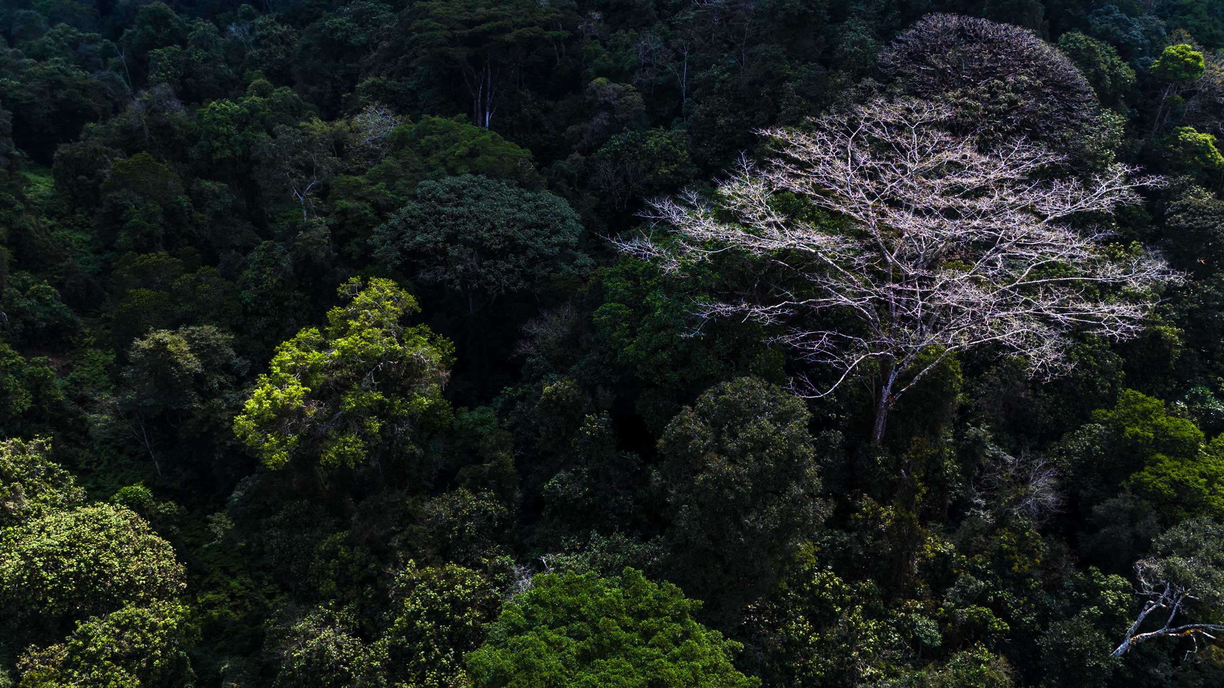 The Eastern Arc Mountains Conservation Endowment Fund - EAMCEF